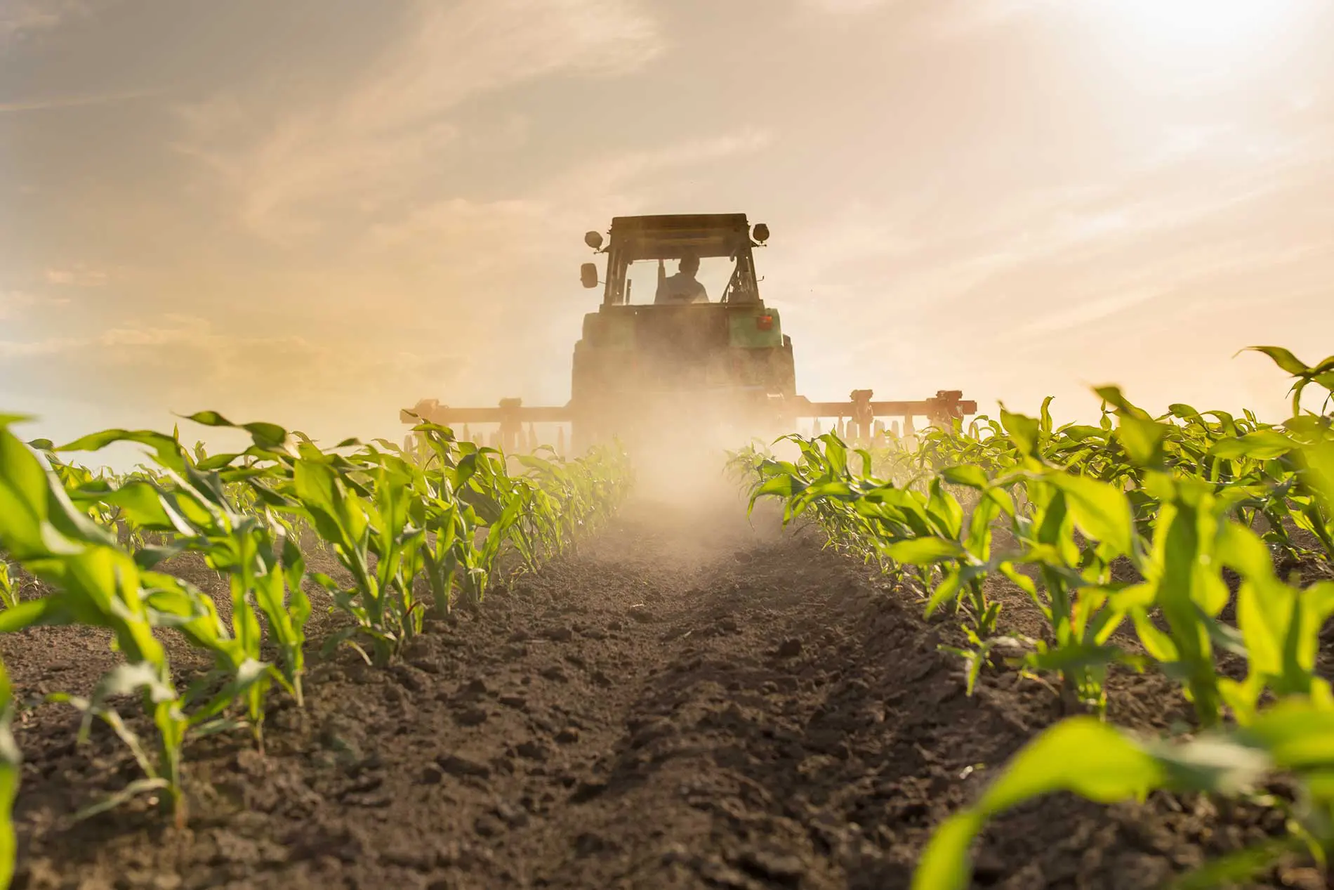 Find a Farmer : Pivot and Grow