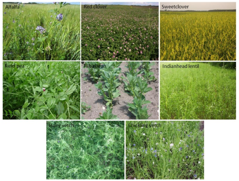 Module 1: Choosing a Green Manure : Pivot and Grow