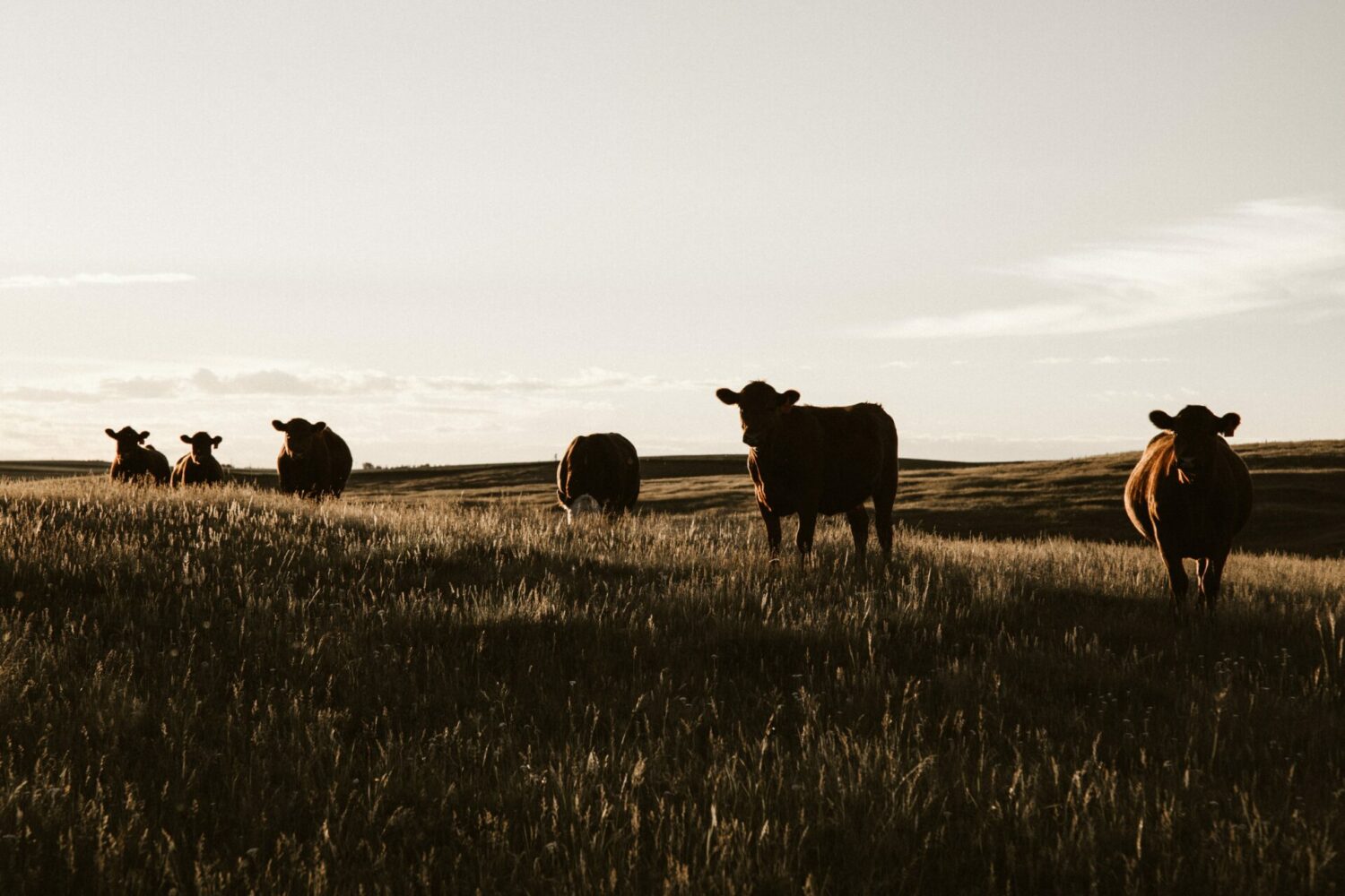 Livestock Resources : Pivot and Grow