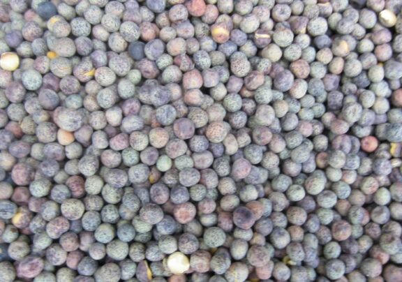 Module 3: Managing Green Manures : Pivot and Grow