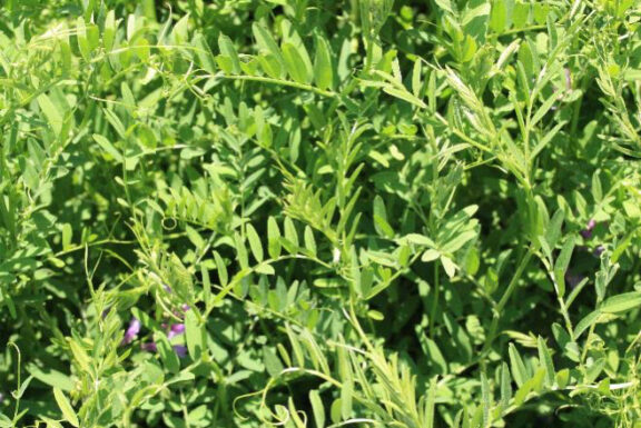 Module 4: Green Manures & Weeds : Pivot and Grow