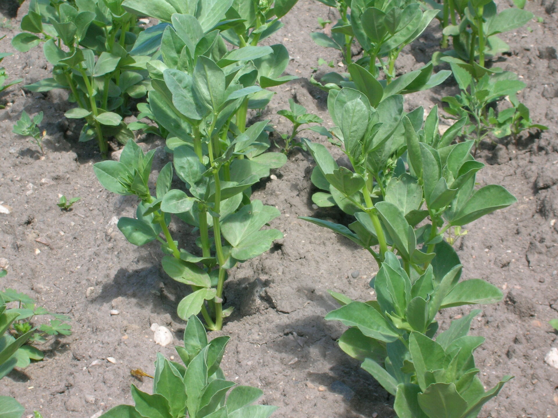 Module 2: Green Manure Profiles : Pivot and Grow