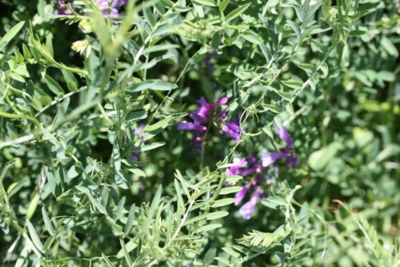 Module 2: Green Manure Profiles : Pivot and Grow