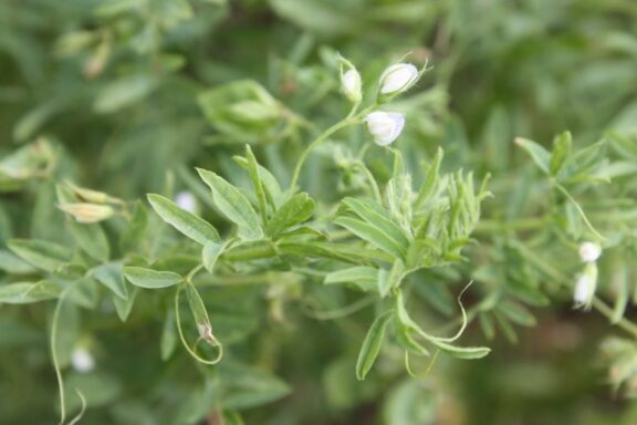 Module 2: Green Manure Profiles : Pivot and Grow
