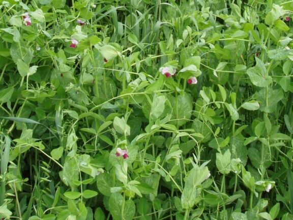 Module 2: Green Manure Profiles : Pivot and Grow