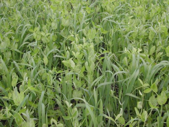 Module 2: Green Manure Profiles : Pivot and Grow