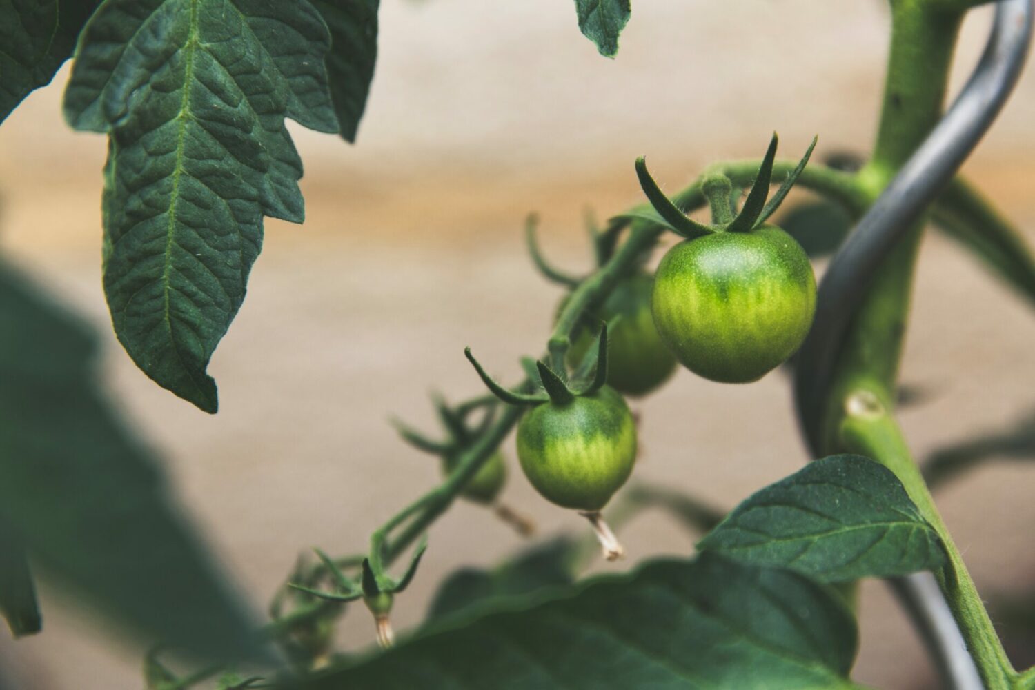Horticulture Production : Pivot and Grow
