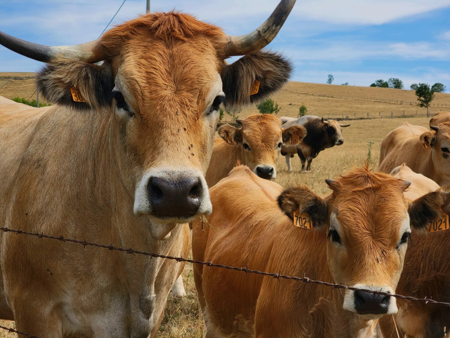 Livestock Production : Pivot and Grow